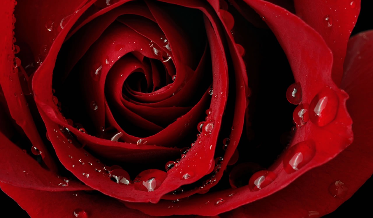 Sperimentazioni: l’ispirazione di una rosa rossa | ratatuia metropolitana